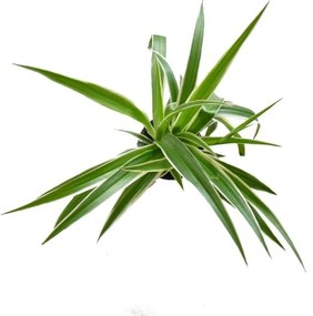 Chlorophytum Comosum, průměr 11-12 cm