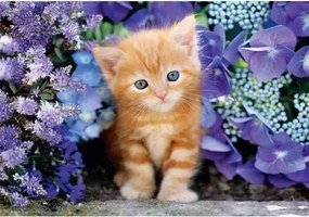 Clementoni 35585 Puzzle Zrzavé kotě 500 dílků / od 10 let