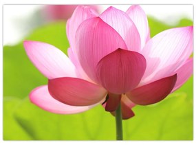 Obraz květu Lotusu (70x50 cm)