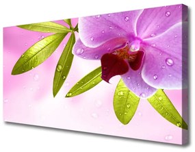 Obraz na plátně Květ Listy Rostlina 120x60cm
