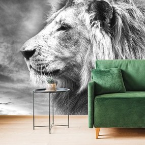 Samolepící tapeta africký lev v černobílém provedení - 225x150 cm