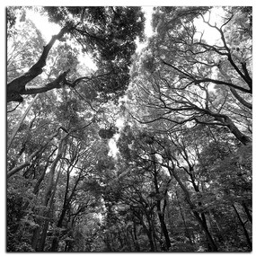 Obraz na plátně - Zelené stromy v lese - čtverec 3194QA (50x50 cm)