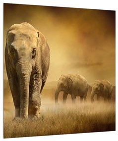 Obraz slona (40x40 cm)