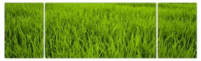 Obraz trávy (170x50 cm)