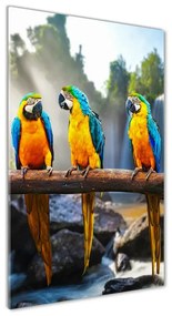 Wallmuralia Vertikální Foto obraz sklo tvrzené Papoušci Ara 50x100