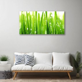 Obraz na plátně Tráva Rostlina Příroda 120x60 cm
