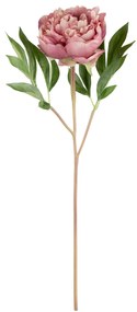 Pivoňka (Paeonia) pudrová, 49 cm