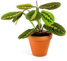 Pokojová rostlina Marantha leuconeura Fascinator, průměr 12 cm