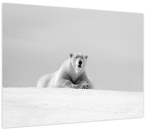 Obraz - Lední medvěd, černobílá (70x50 cm)