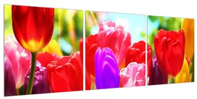 Obraz tulipánů  (120x40 cm)