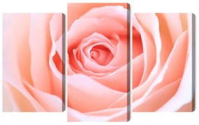 Vícedílný obraz Pastelová Růže Na 3D Makro Měřítku Nedostatek Nedostatek Přírodní plátno 150x100