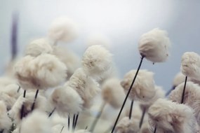 Tapeta květiny bavlny - 375x250 cm