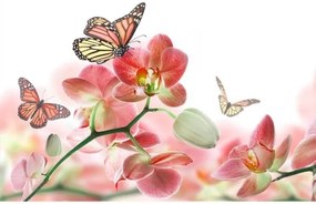 DIMEX | Samolepicí vliesová fototapeta na zeď Motýli a orchideje MA-5-0146 | 375 x 250 cm | vícebarevná, bílá