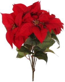 Vánoční hvězda (Pryšec nádherný) červená, 65 cm
