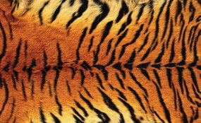 Fototapeta - Tygří vzor (254x184 cm)