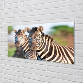 akrylový obraz zebra 140x70 cm