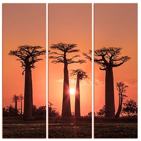 Obraz na plátně -  Baobaby při západu slunce - čtverec... 305FB (105x105 cm)