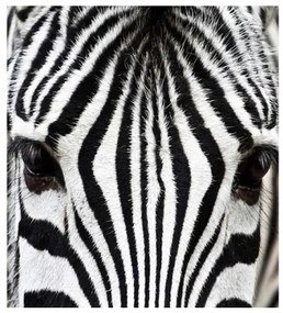 DIMEX | Vliesová fototapeta na zeď Zebra MS-3-0234 | 225 x 250 cm | černá, bílá