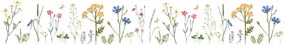 DIMEX | Fototapeta do kuchyně Kresba z herbáře KI-350-219 | 350 x 60 cm | vícebarevná, bílá