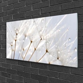 Obraz na skle Pampeliška Rostlina 140x70 cm