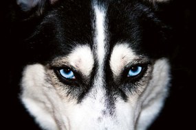 DIMEX | Samolepicí vliesová fototapeta na zeď Husky MA-5-0426 | 375 x 250 cm | modrá, bílá, černá