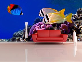 Tapeta - Mořské rybky 2 (120x80 cm) - PopyDesign