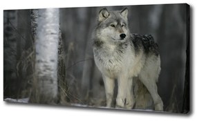 Wallmuralia Foto obraz canvas Šedý vlk 100x50