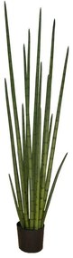 Hrnková rostlina - SANSEVIERIA CYLINDRICA XL