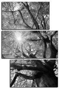 Obraz na plátně - Slunce přes větve stromu - obdélník 7240QD (120x80 cm)
