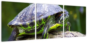 Suchozemská želva - obraz