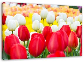 Obraz na plátně Tulipány Květiny - 60x40 cm