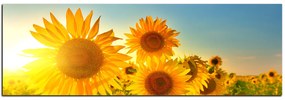 Obraz na plátně - Slunečnice v létě - panoráma 5145A (120x45 cm)