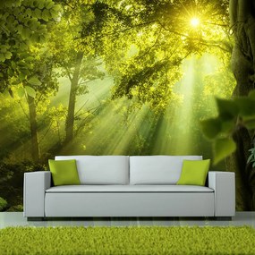 Bimago Fototapeta strom - In a Secret Forest 350x245 cm