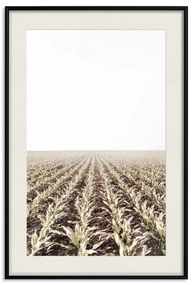 Plakát Kukuřičné pole - venkovská krajina s výhledem na pole a jasnou oblohu