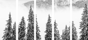 5-dílný obraz zasněžené borové stromy v černobílém provedení Varianta: 100x50