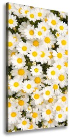 Wallmuralia Vertikální Foto obraz na plátně Květy semikrásky 50x100