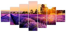 Obraz levandulového pole, Provence (210x100 cm)