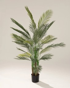 Palma Areka v květináči 185 cm