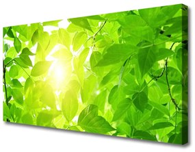 Obraz na plátně Listy Příroda Slunce Rostlina 125x50 cm