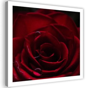 Obraz na plátně Red Rose Nature - 50x50 cm