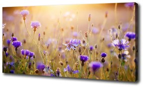 Wallmuralia Foto obraz na plátně Plolní květiny 100x50