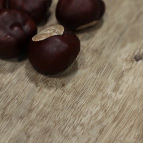 Beauflor, PVC podlaha - lino Texalino Supreme 691 M Valley Oak - dub, na míru, šíře 2m,3m,4m,5m, hnědá, filc, chodba / předsíň