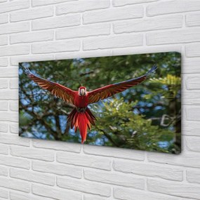 Obrazy na plátně ara papoušek 120x60 cm