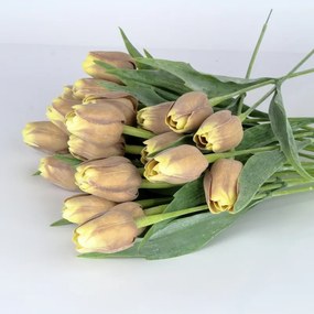 Tulipán hnědo-žlutý