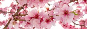 Fototapeta na linku Blossom 180 x 60 cm | KI180-054