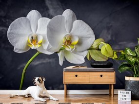 Liox Tapeta bílá orchidej na černém pozadí