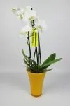 Žlutý plastový květináč na orchideji 20 cm