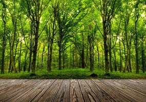 Fototapeta Vstupte Do Temně Zeleného Lesa Samolepící tapety 135x90