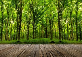 Fototapeta Vstupte Do Temně Zeleného Lesa Hladký vinyl 254x184