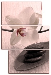 Obraz na plátně - Květy orchideje - obdélník 762FC (105x70 cm)